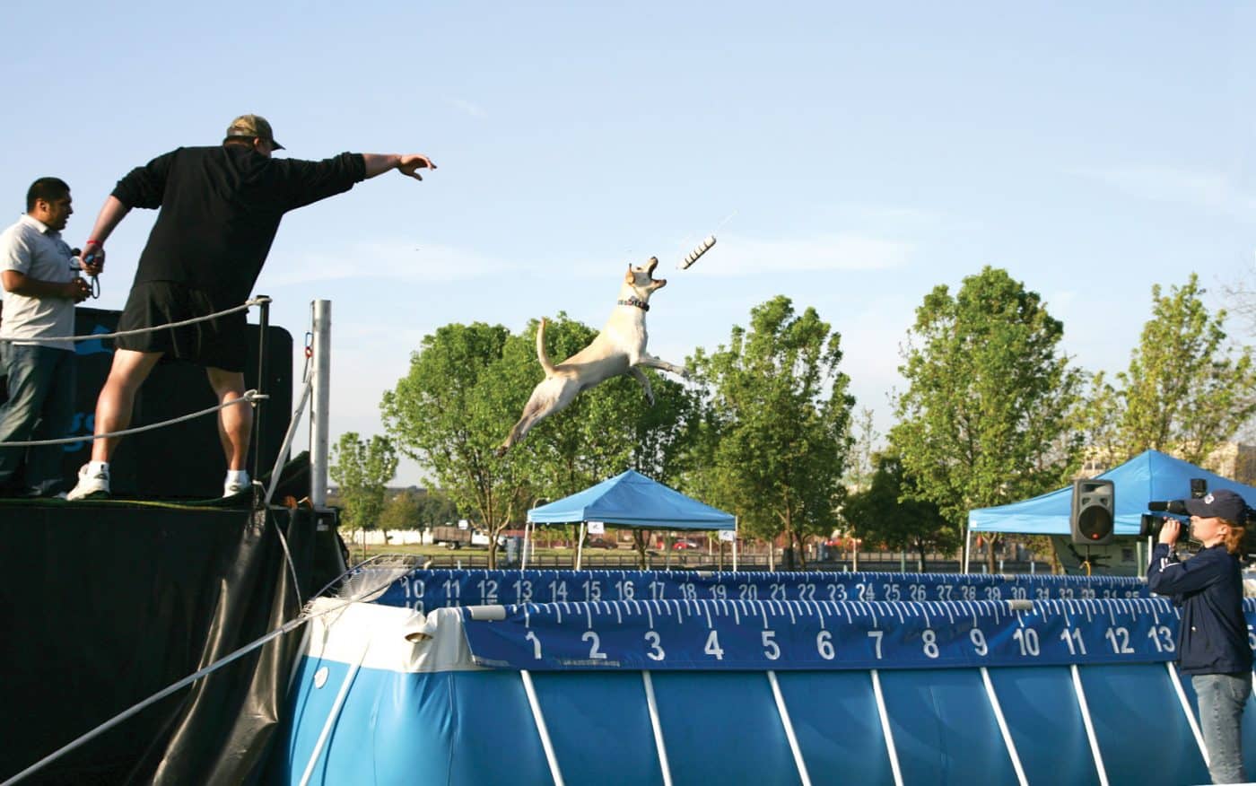 Dock Dog Diving Pool FAQs - Paradise Pools Mart