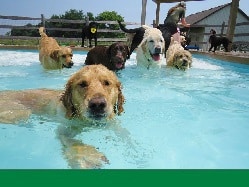 Above Ground Pools For Dogs - Paradise Pools Mart Happy Dogs
