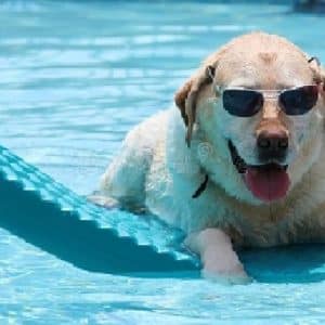 Above Ground Pools For Dogs - Paradise Pools Mart Happy Dogs