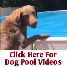 Above Ground Pools For Dogs - Paradise Pools Mart Happy Dogs